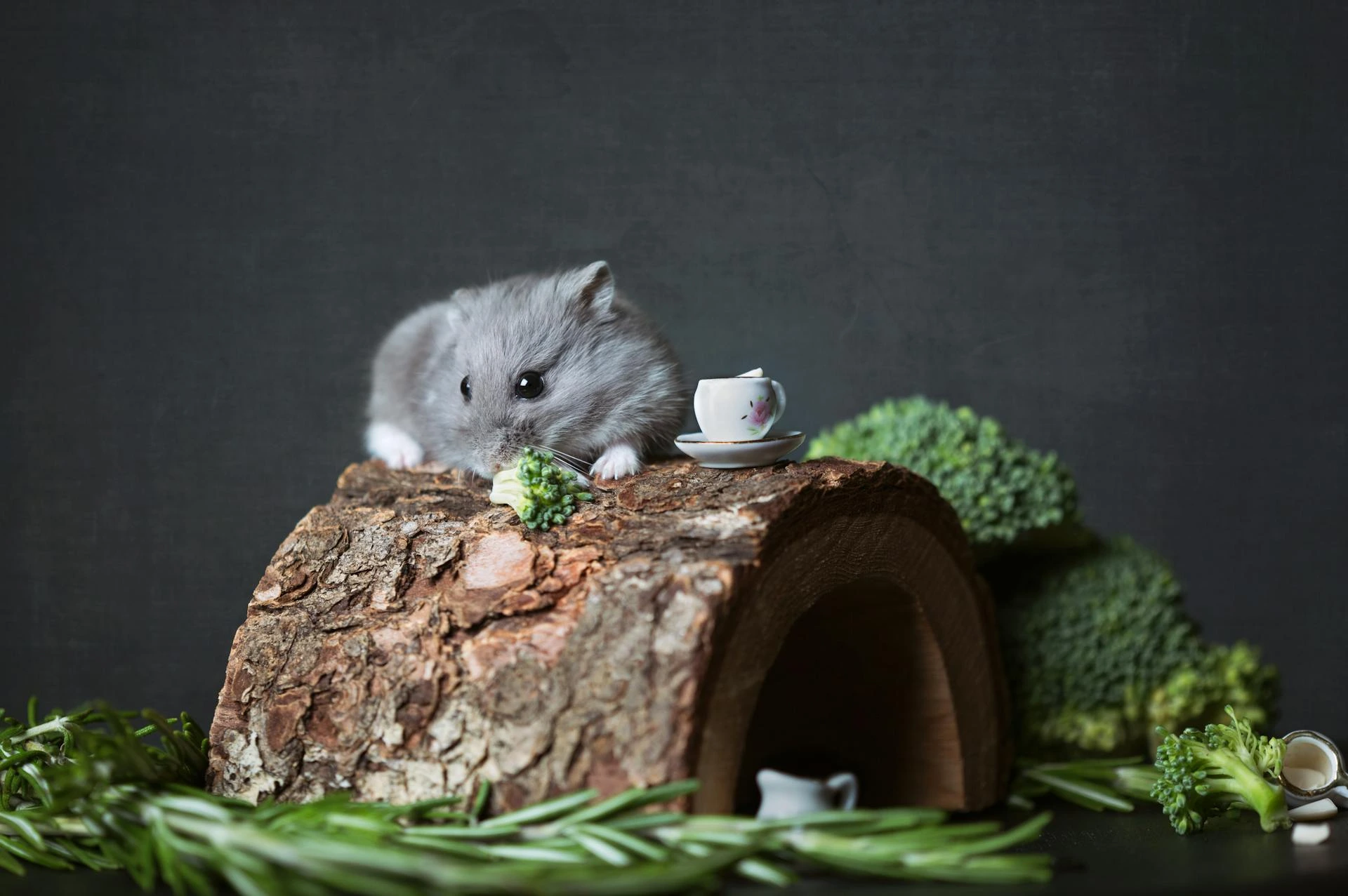 Hamster Breeds Overview | Galena Animal Medical Clinic